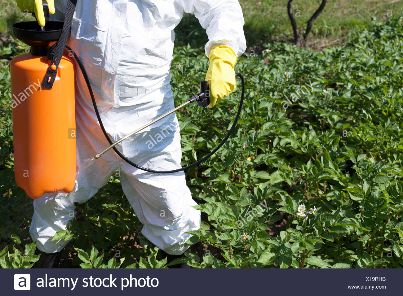 Man Spraying Insecticides Banque d'image et photos - Alamy