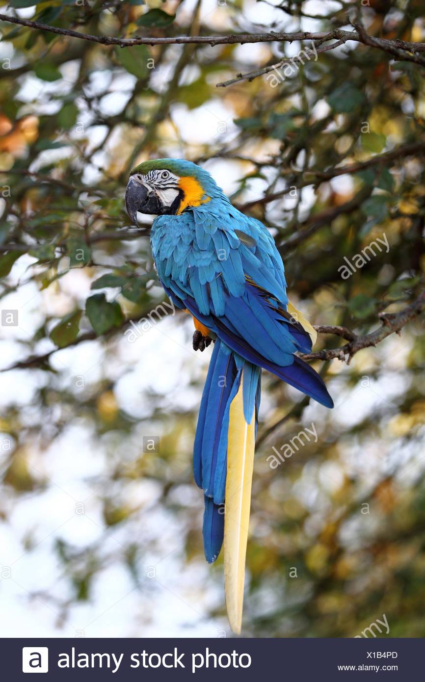 Oiseau Bleu Et Jaune Banque d'image et photos - Alamy
