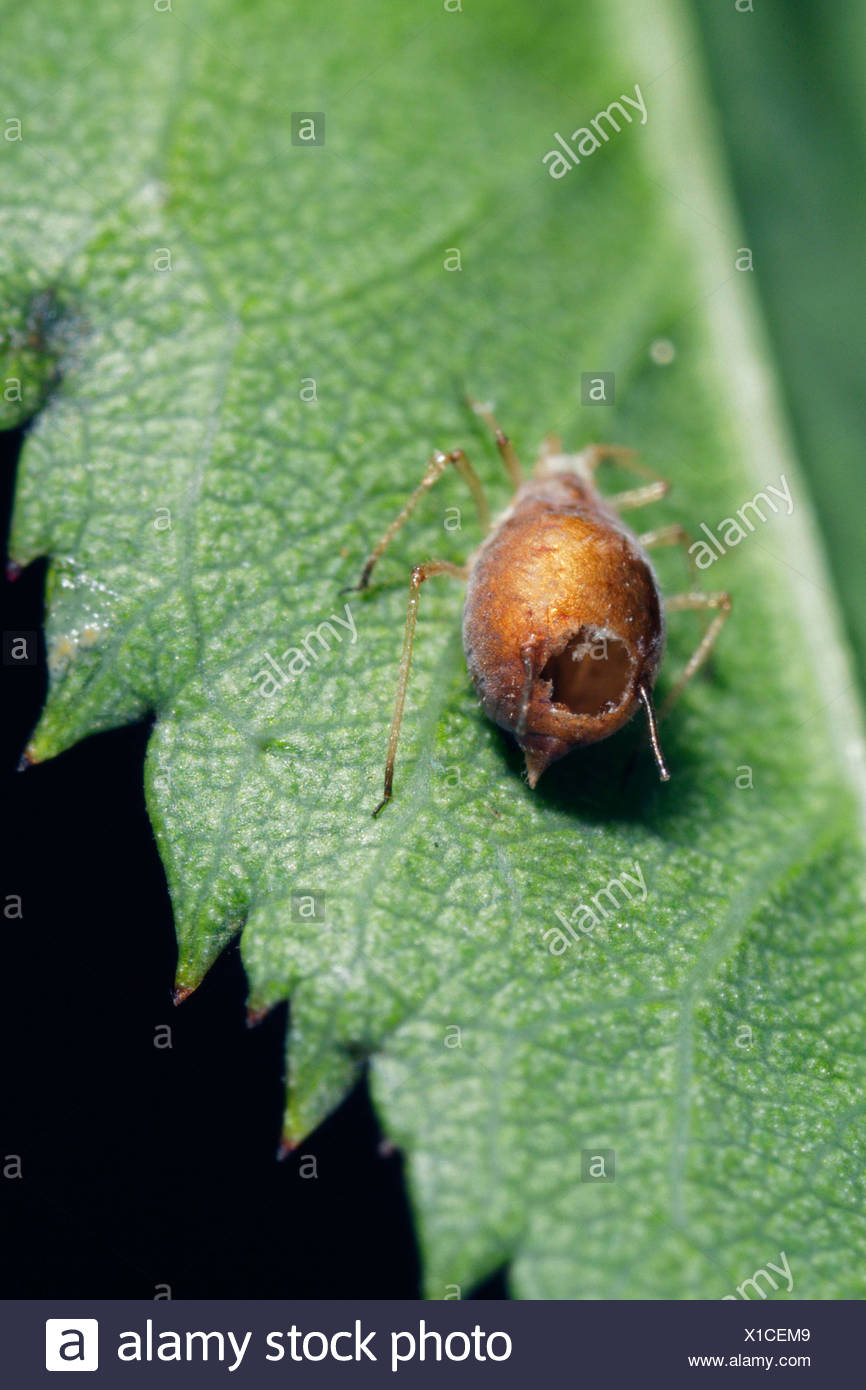 Momie De Pucerons Banque d'image et photos - Alamy