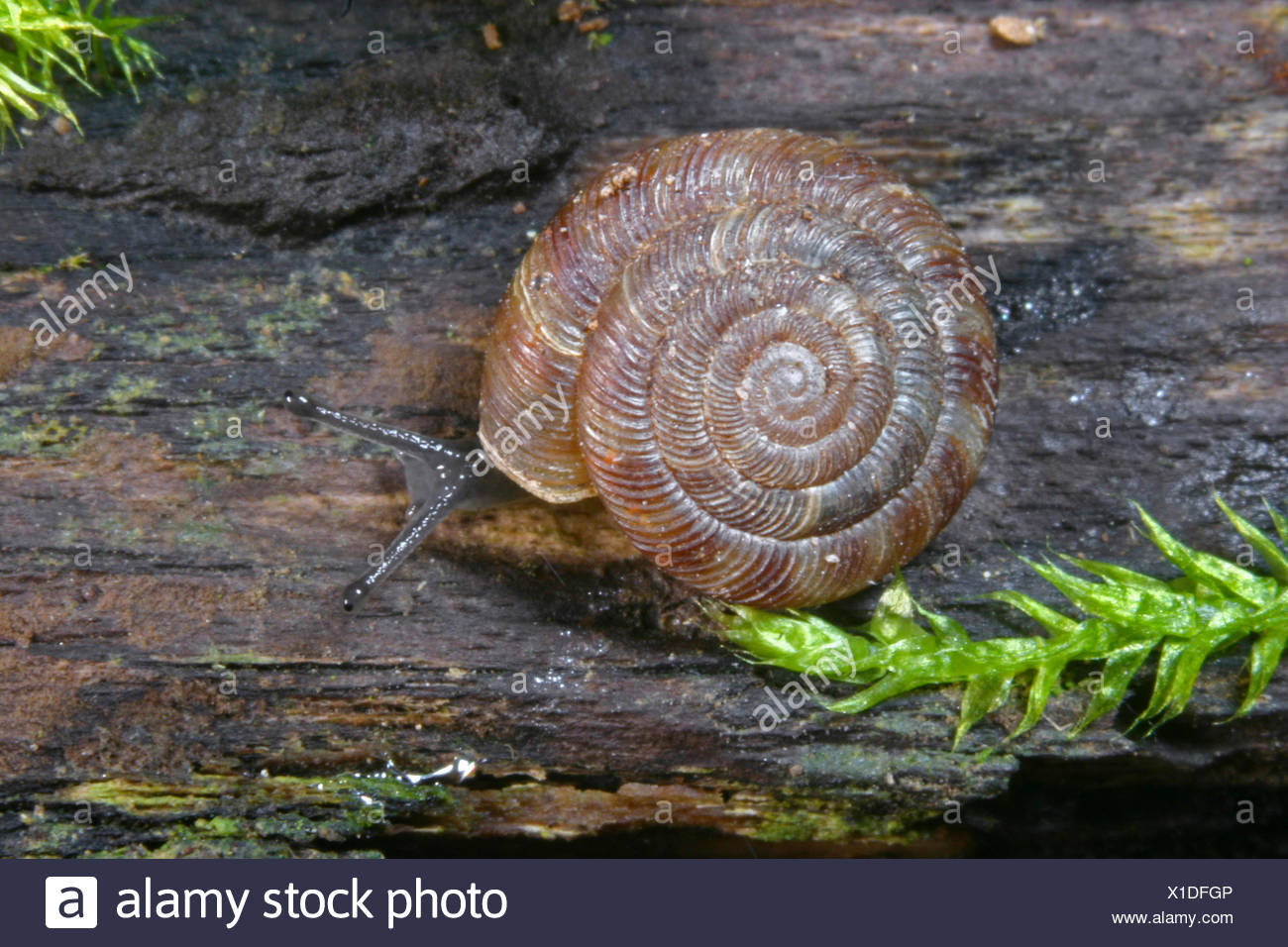 Coquilles D'escargot Banque d'image et photos - Alamy