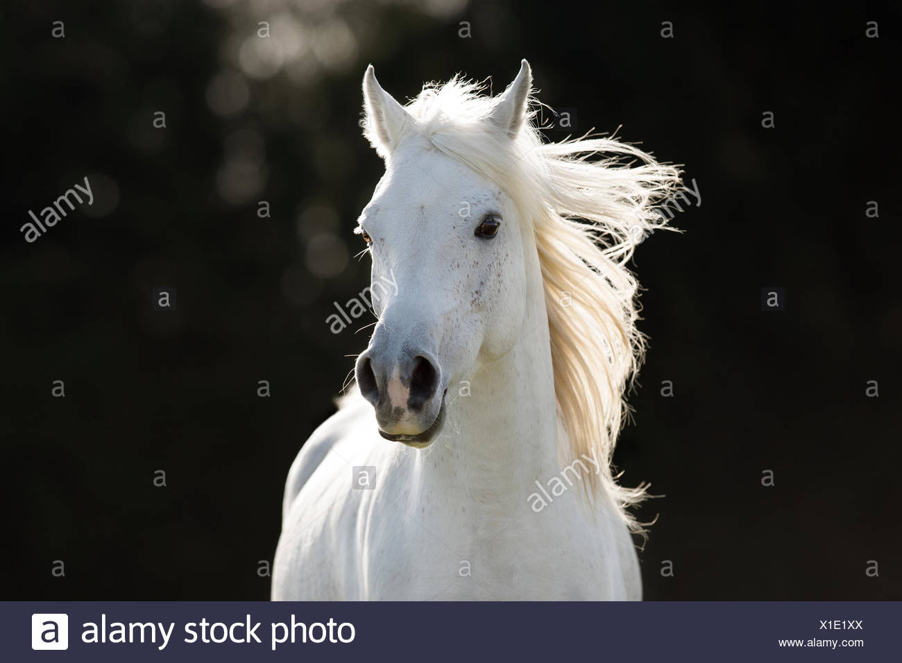 Cheval Blanc Arabe Banque d'image et photos - Alamy