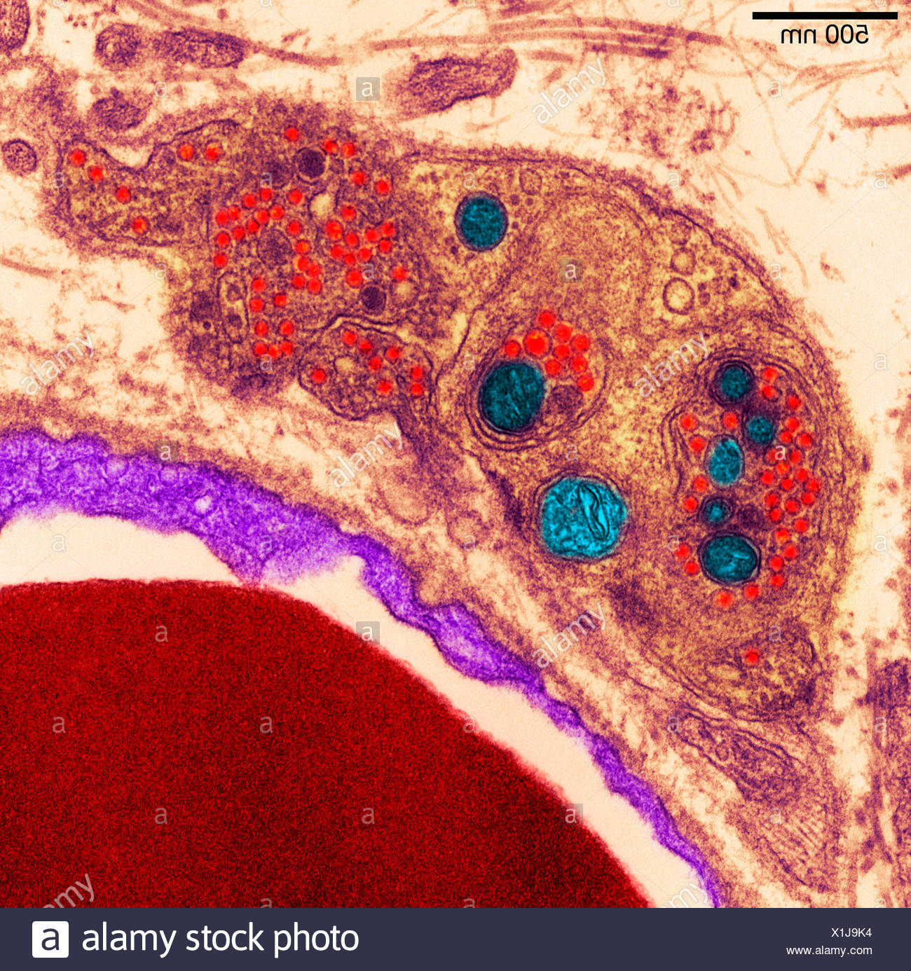 Cellule Animal Banque d'image et photos - Alamy