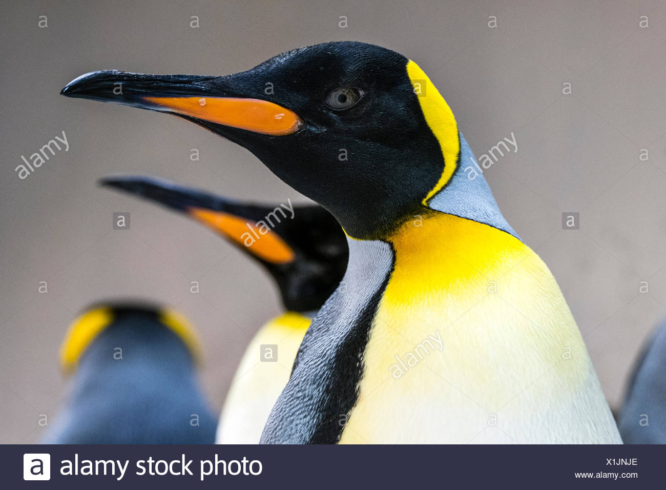 Manchot Royal Se Bouchent Banque d'image et photos - Alamy