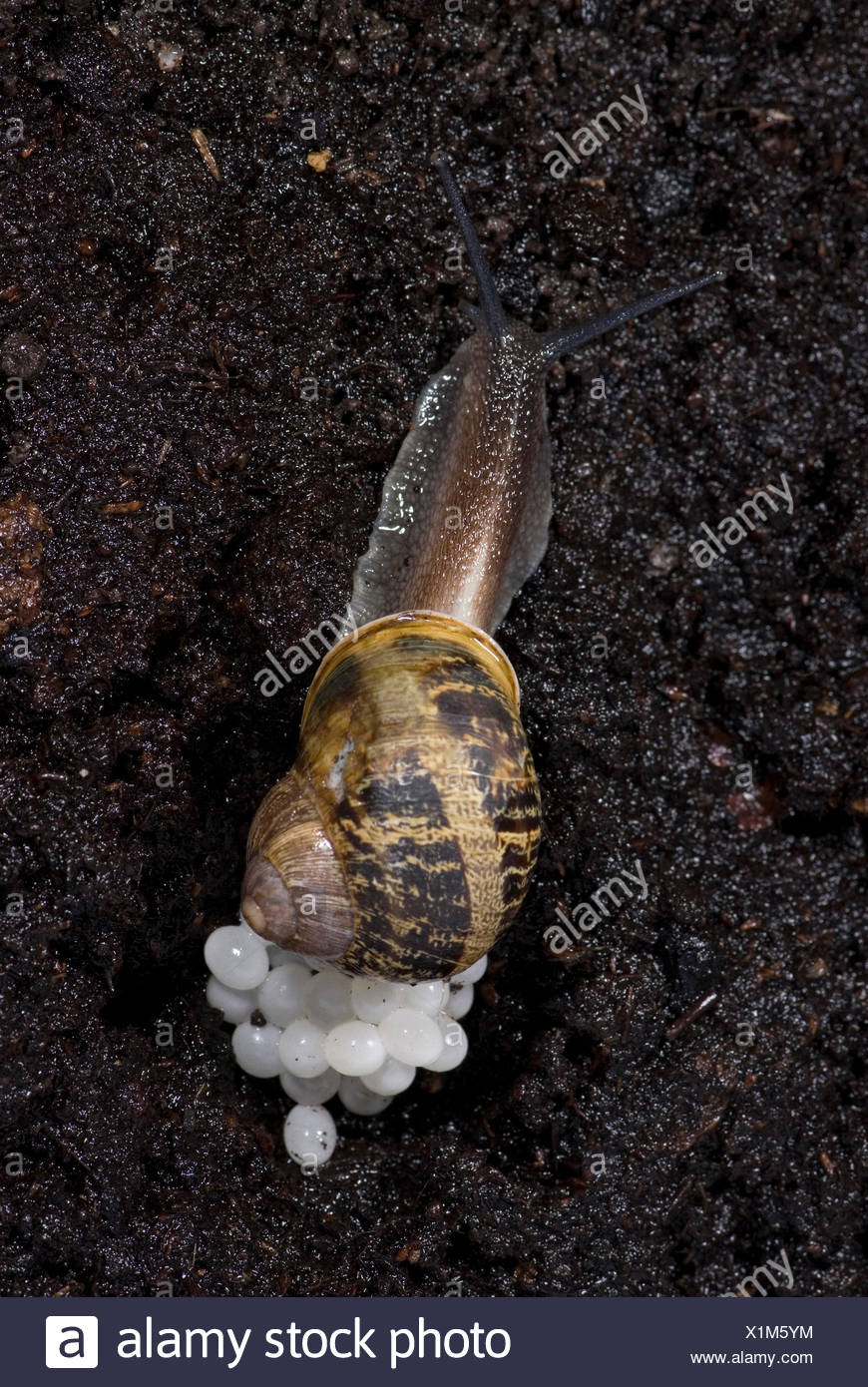Eggs Garden Snail Helix Aspersa Banque d'image et photos - Alamy