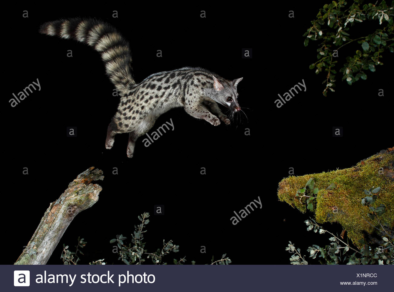 Genette Commune Banque d'image et photos - Alamy