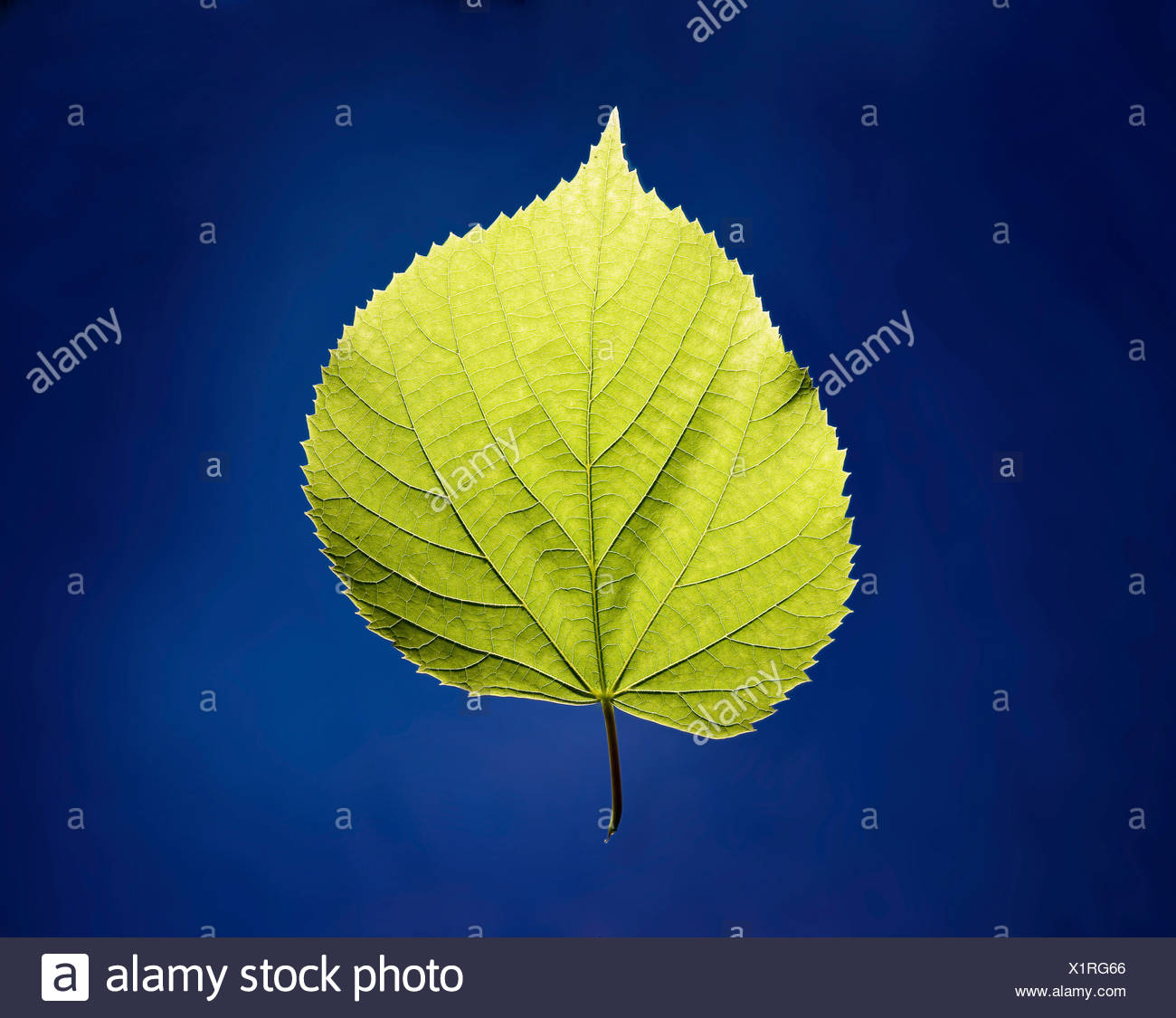 Feuille Simple A Banque d'image et photos - Alamy