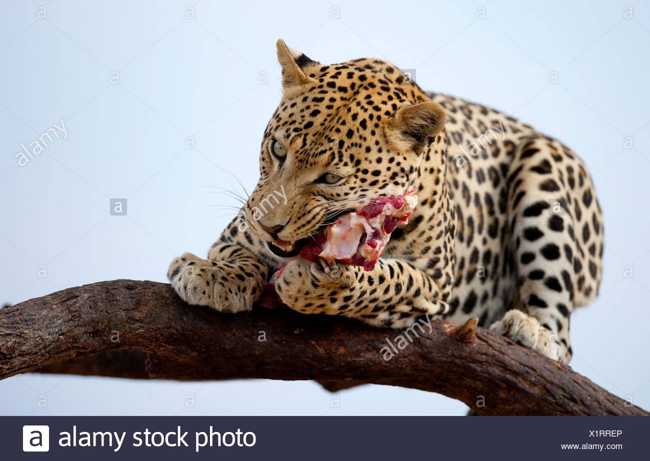 Leopard Eating Banque d'image et photos - Alamy