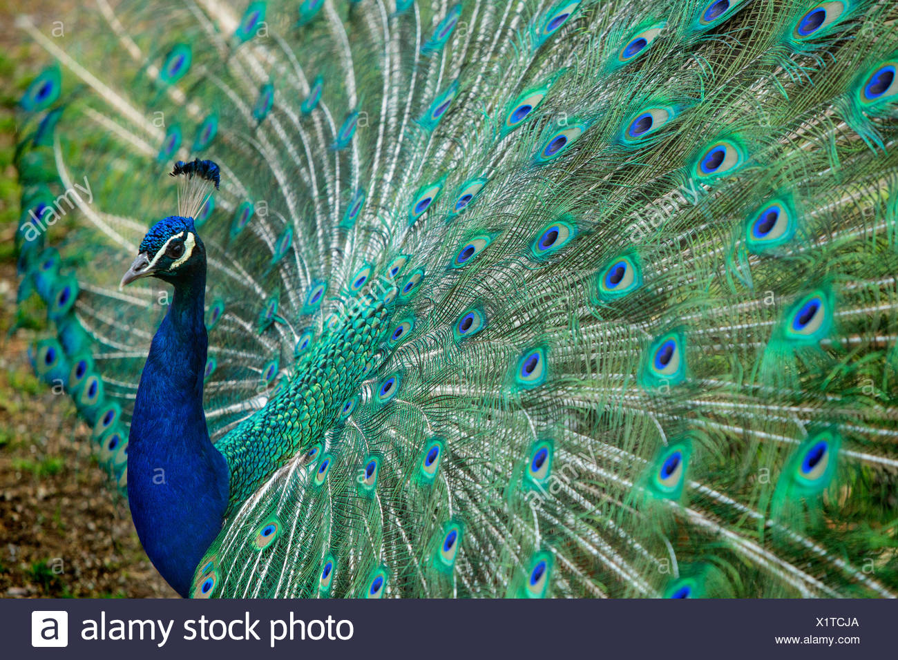 Zoo Zurich Banque d'image et photos - Alamy