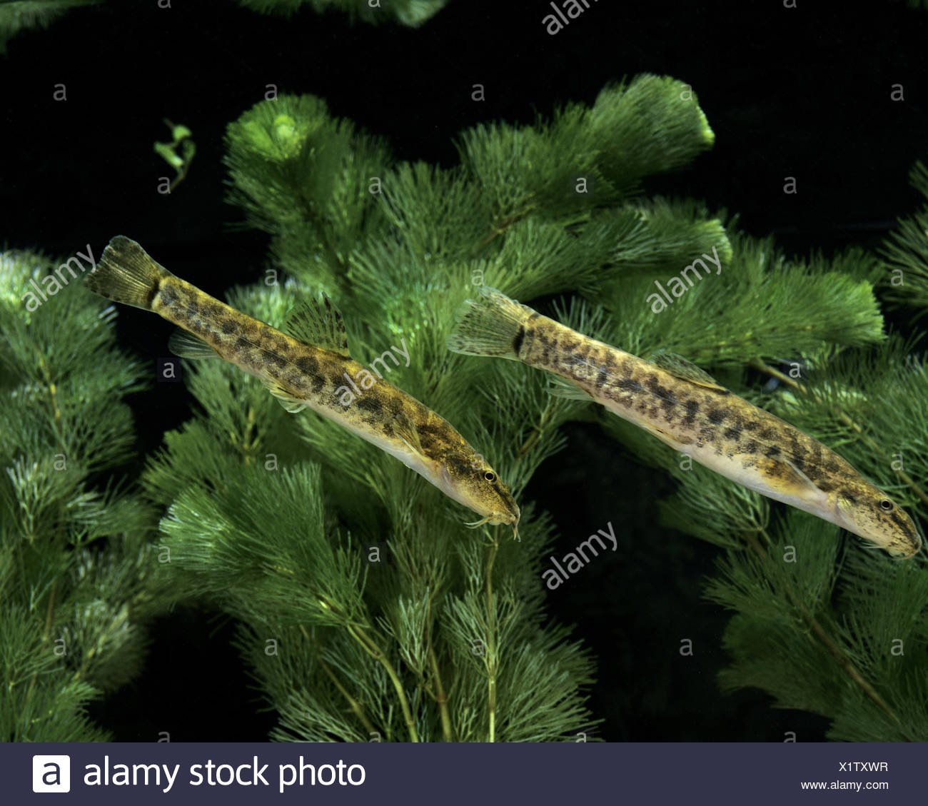 Taenia Du Poisson Banque d'image et photos - Alamy