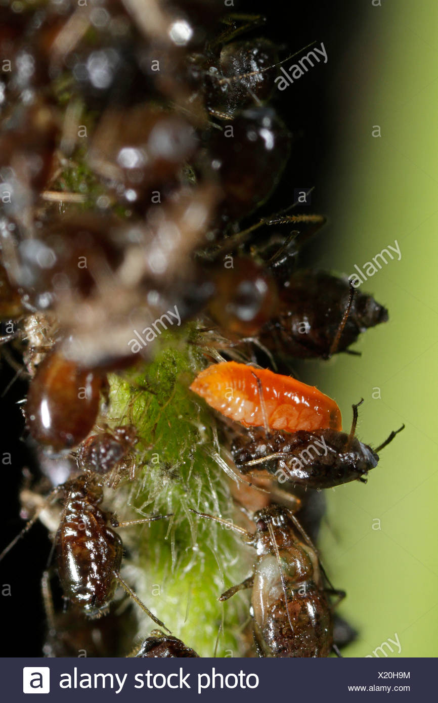 Larve Se Nourrissant De Pucerons Banque d'image et photos - Alamy