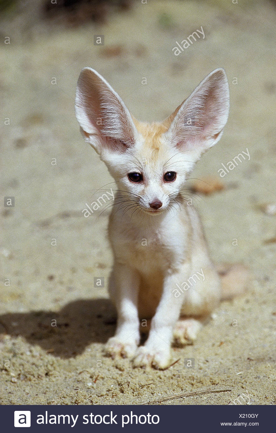Fennec Desert Fox Fennecus Zerda Banque d'image et photos - Alamy