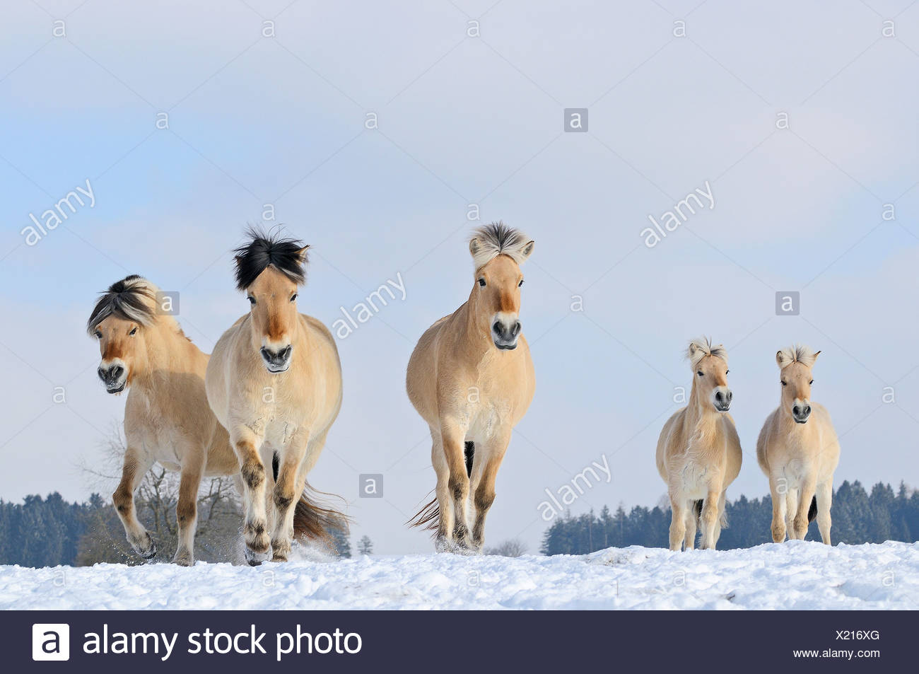 Norwegian Fjord Horse Herd Snow Banque d'image et photos - Alamy