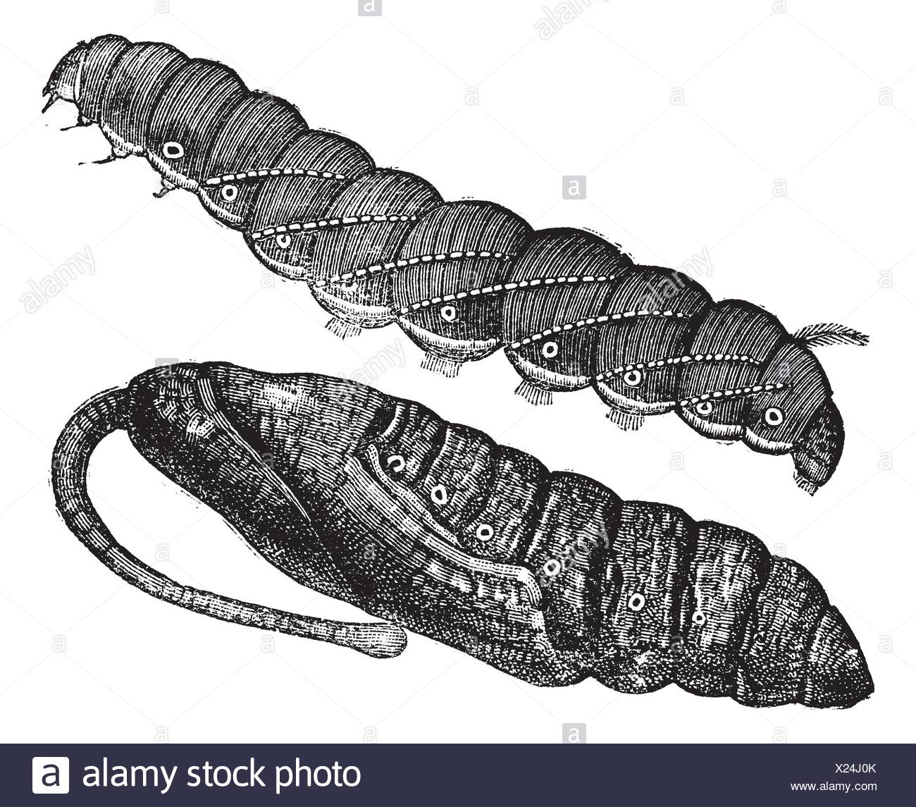 Chrysalide Dessin Banque d'image et photos - Alamy