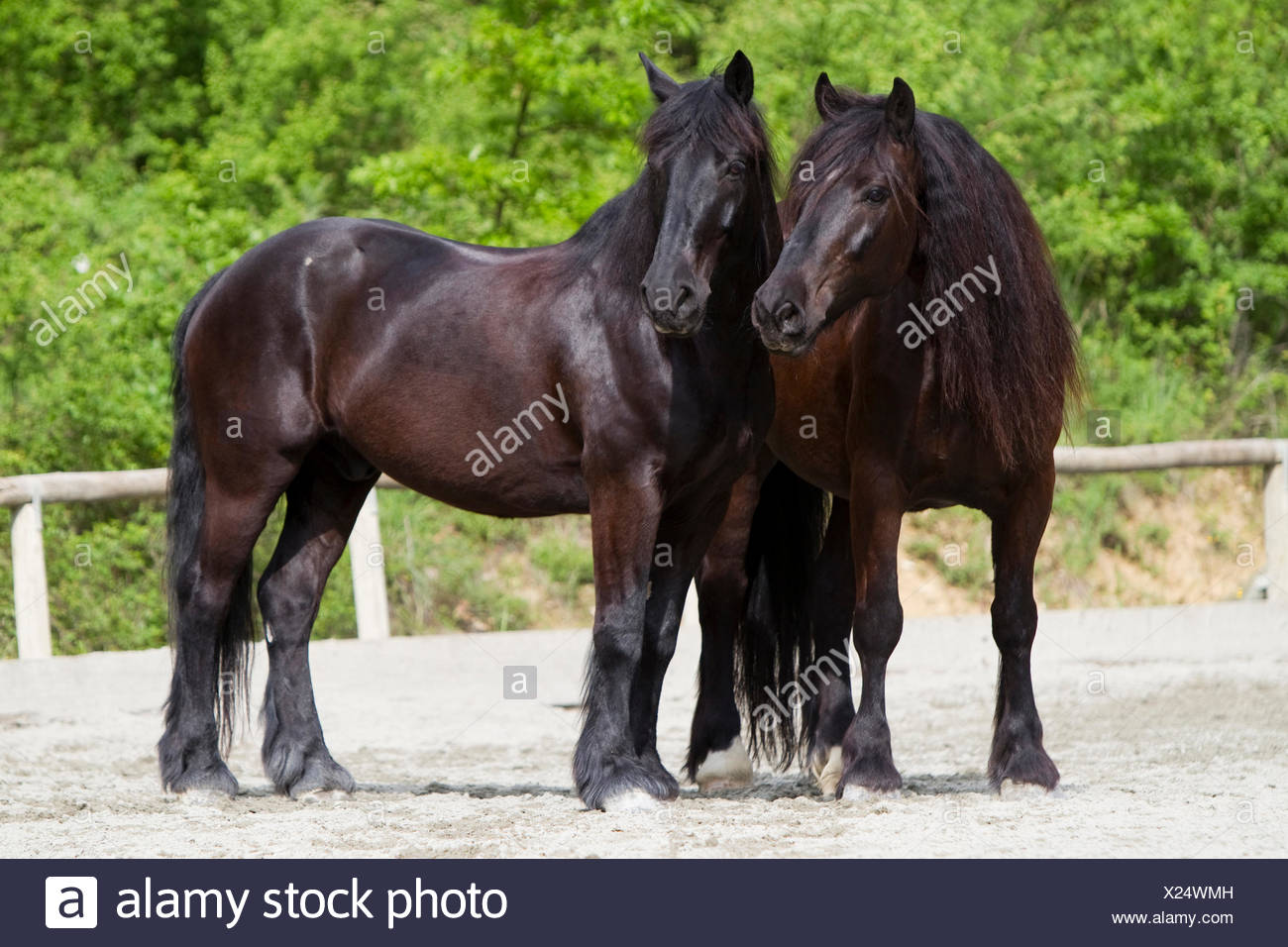 Cheval De Merens Banque d'image et photos - Alamy
