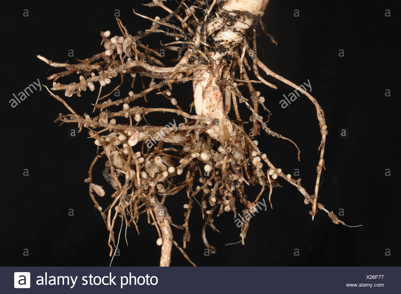 Nodule Racinaire Banque d'image et photos - Alamy