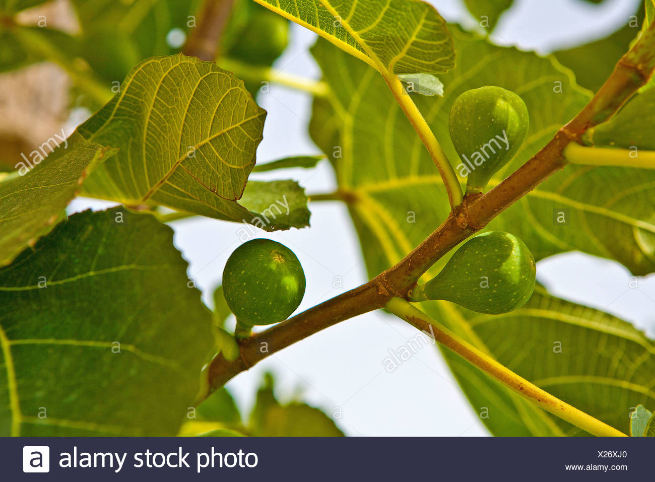 Fig Plantation Banque d'image et photos - Alamy