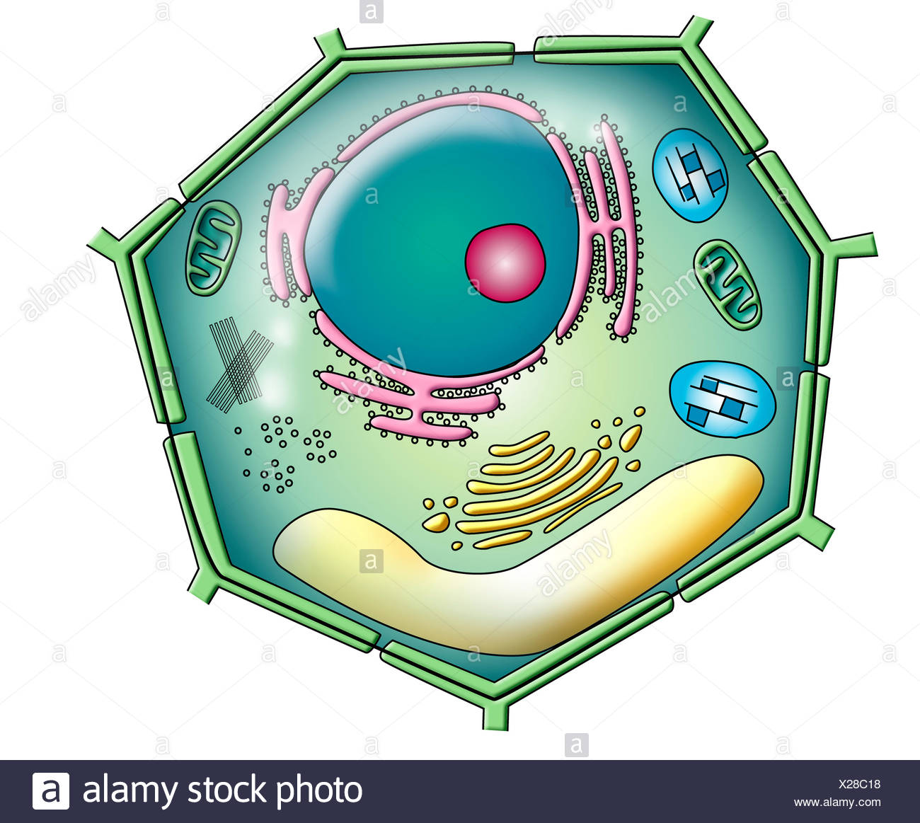 Vacuole Cell Banque d'image et photos - Alamy