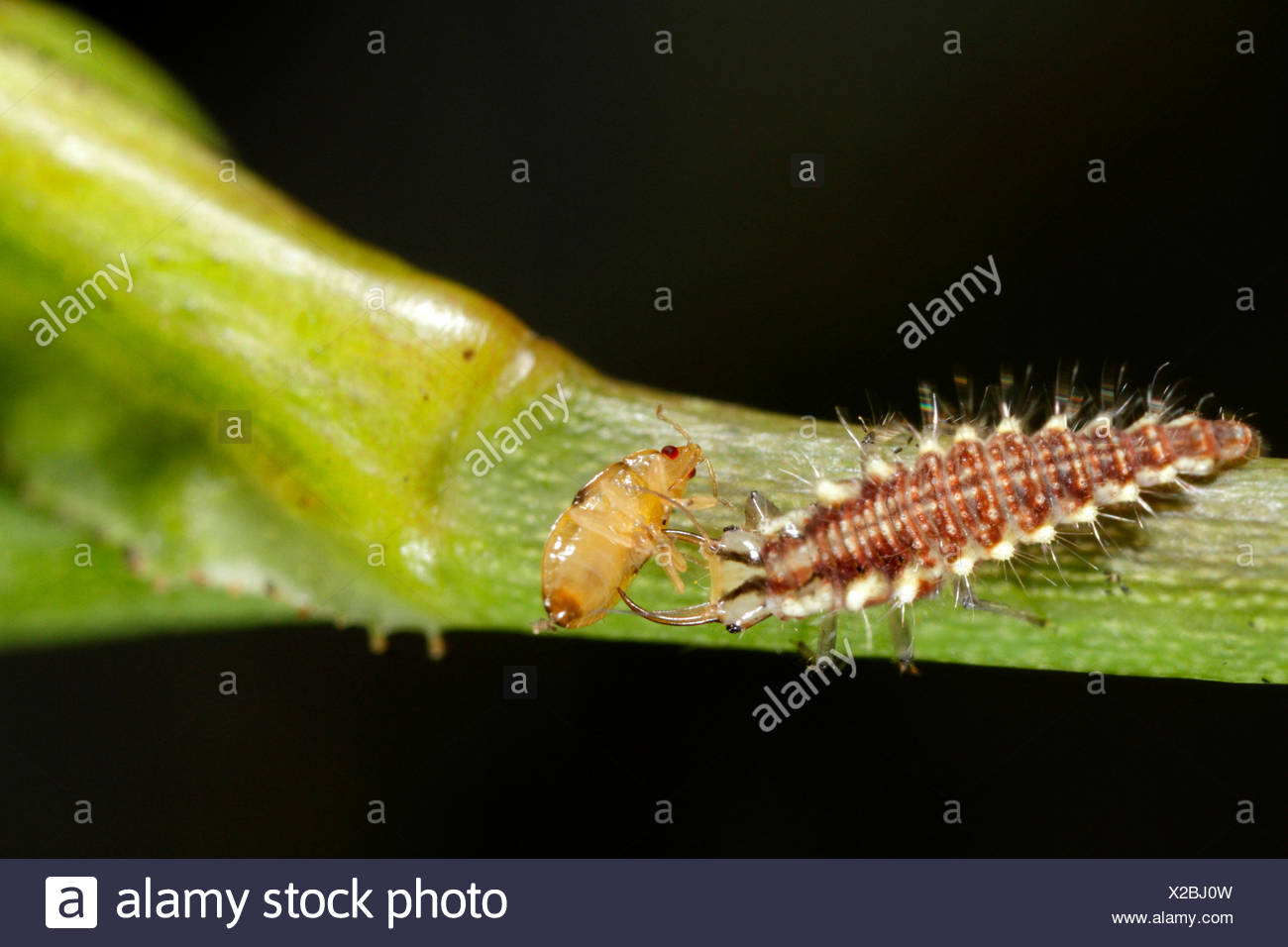 Larve De Chrysope Verte Se Nourrit De Pucerons Banque d'image et photos ...
