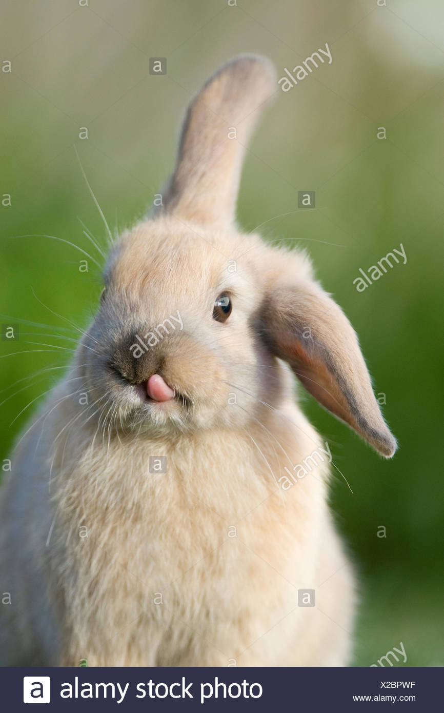 Lop Rabbits Banque d'image et photos - Alamy