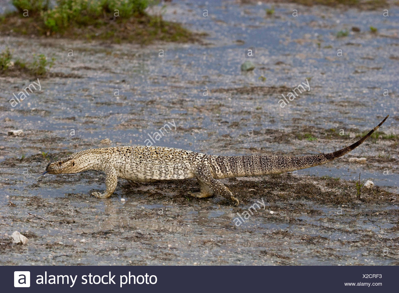 African Savannah Monitor Varanus Exanthematicus Albigularis Banque d ...
