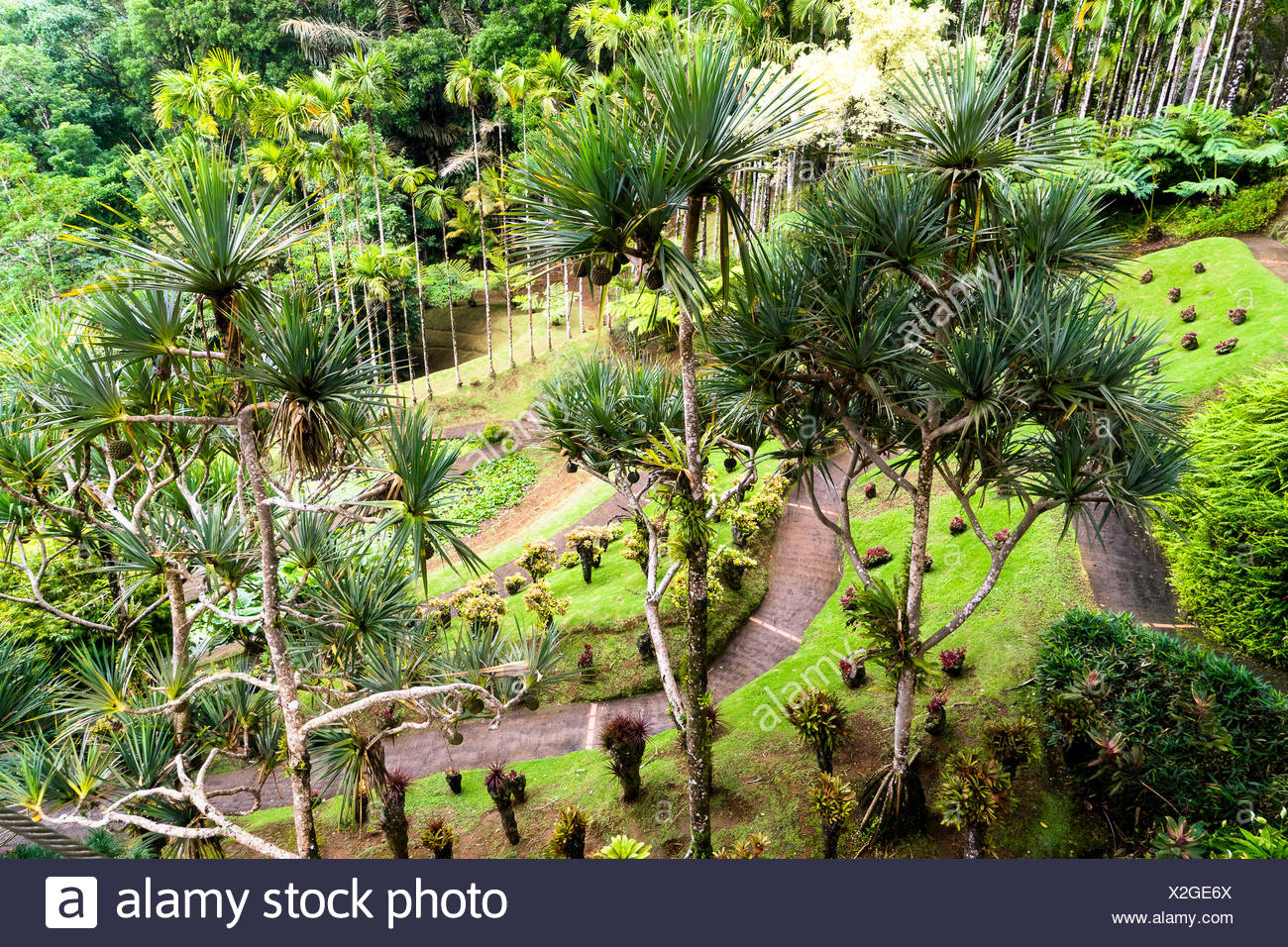 Balata Tree Banque d'image et photos - Alamy