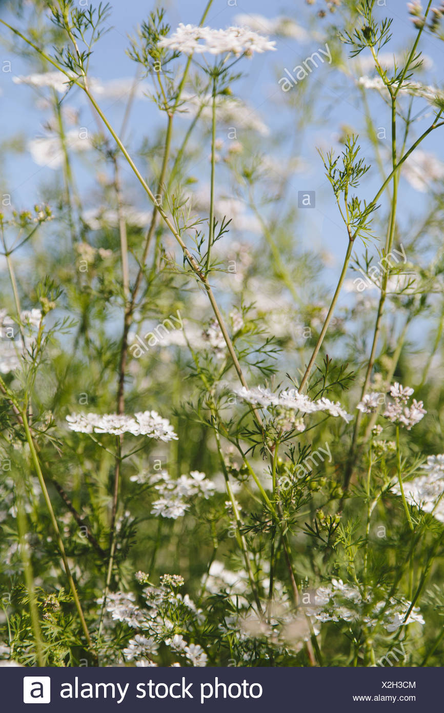 Plante De Persil Banque d'image et photos - Alamy