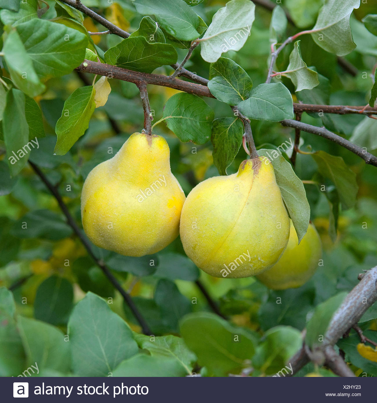 Races De Champion Banque d'image et photos - Alamy