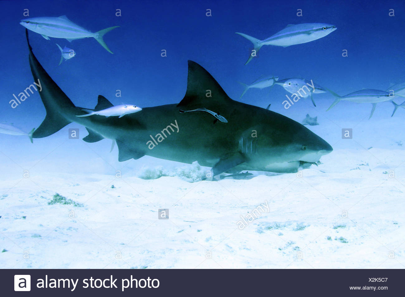 Alimentation De Requin Taureau Banque d'image et photos - Alamy