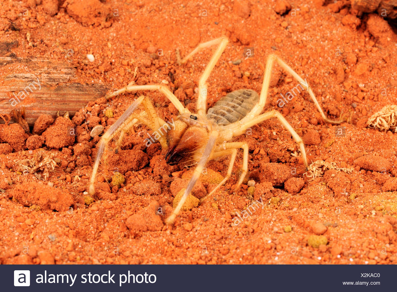 Camel Spider Galeodes Granti Banque d'image et photos - Alamy