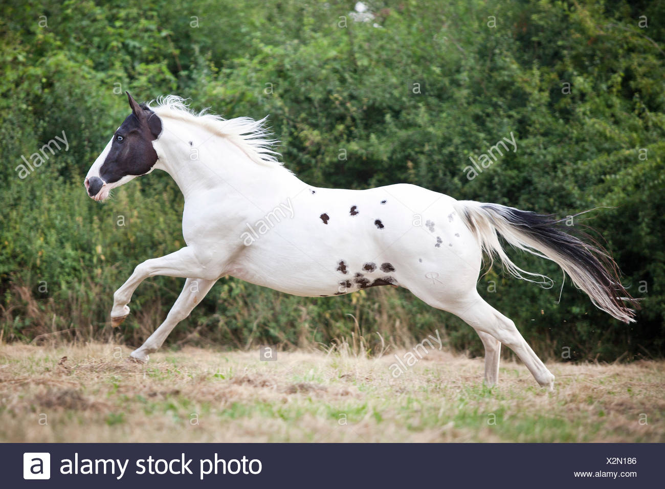 Cheval Paint Banque d'image et photos - Alamy