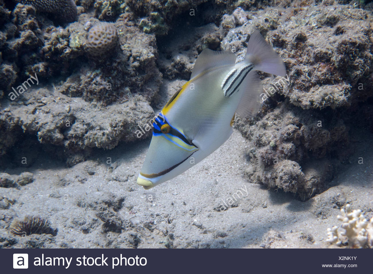 Baliste De Mer Rouge Picasso Banque d'image et photos - Alamy