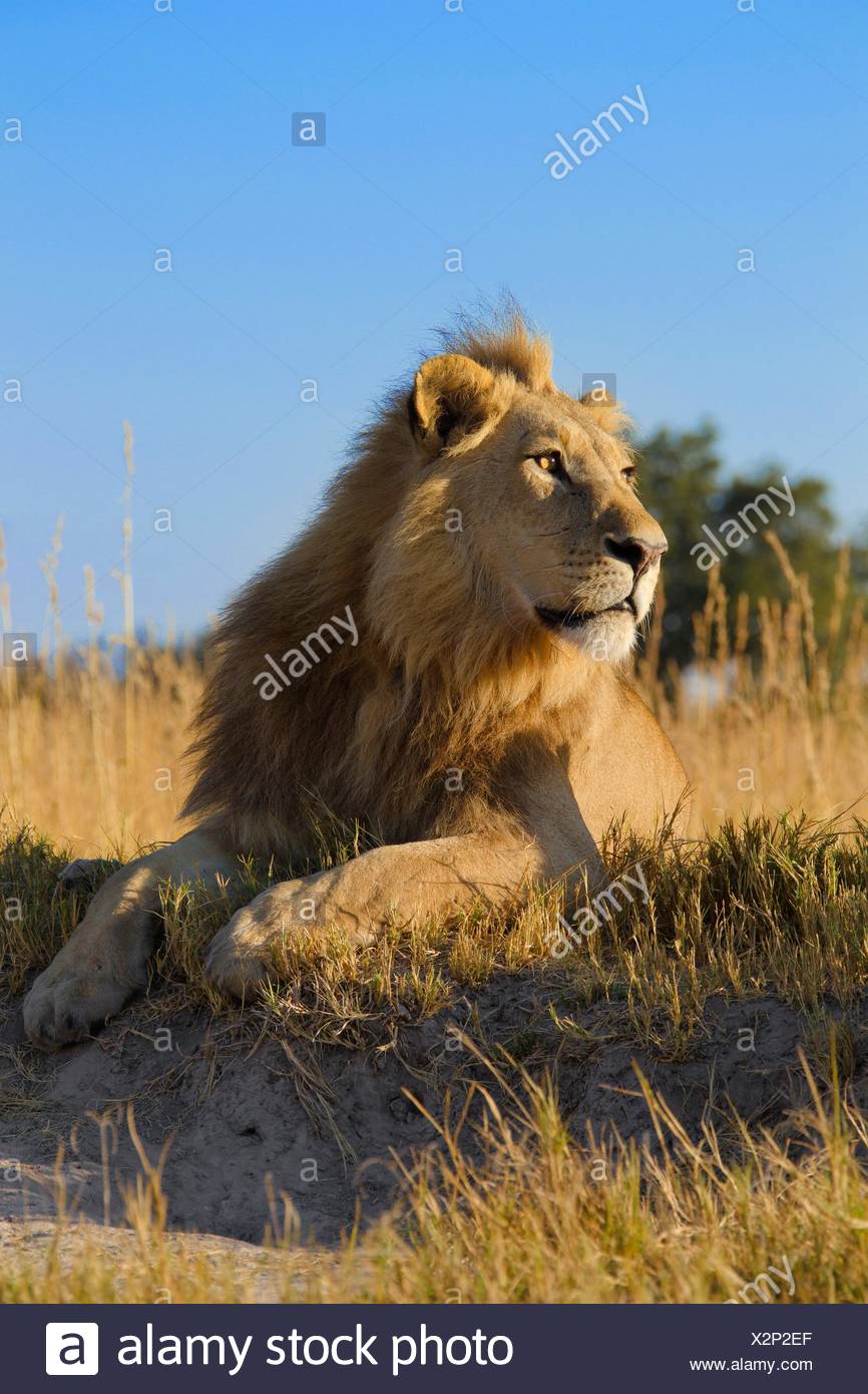 Lion D'afrique Banque d'image et photos - Alamy