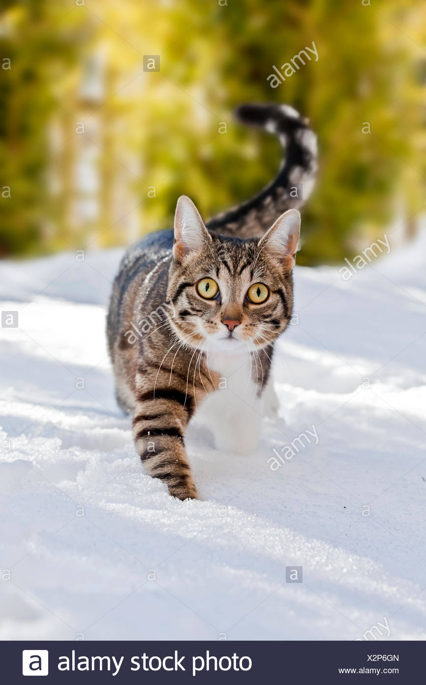 Chat Des Neiges Banque d'image et photos - Alamy