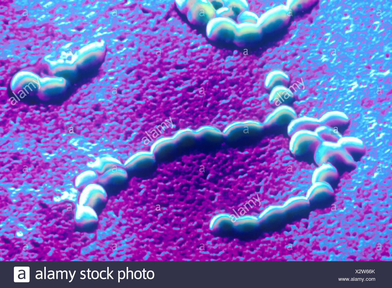 Enterococcus Faecalis Banque d'image et photos - Alamy