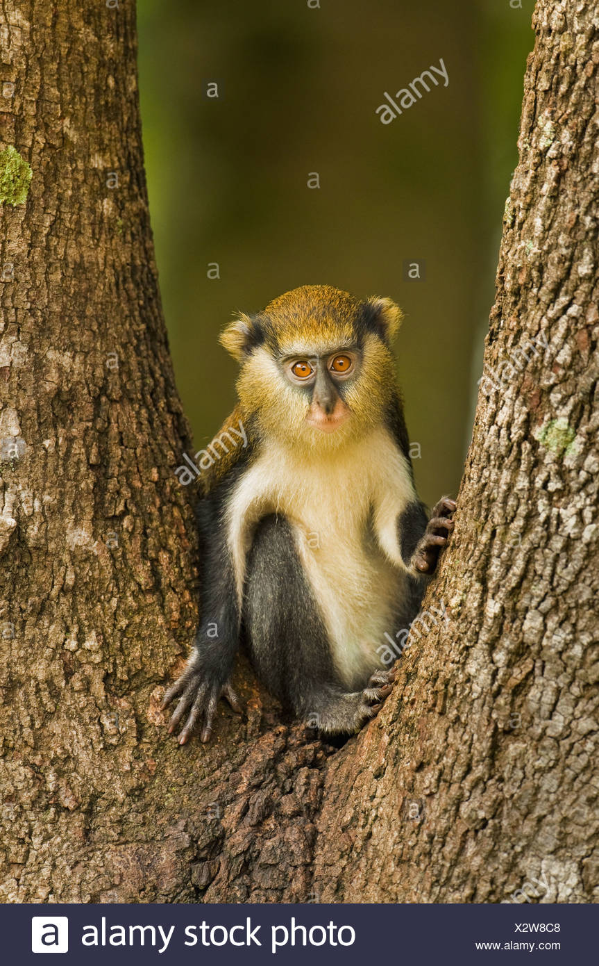 Mona Singe Banque d'image et photos - Alamy
