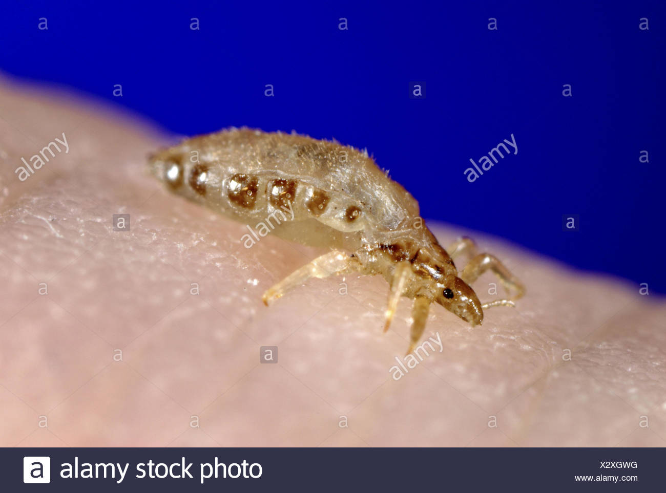 Pou De Corps Banque d'image et photos - Alamy