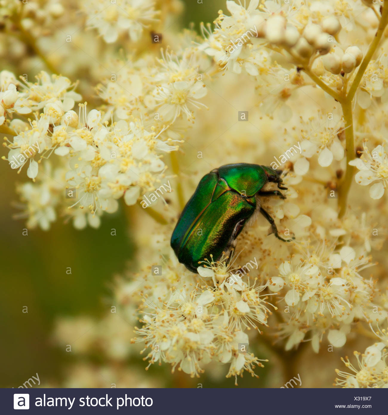 Green Scarab Beetle Banque d'image et photos - Alamy