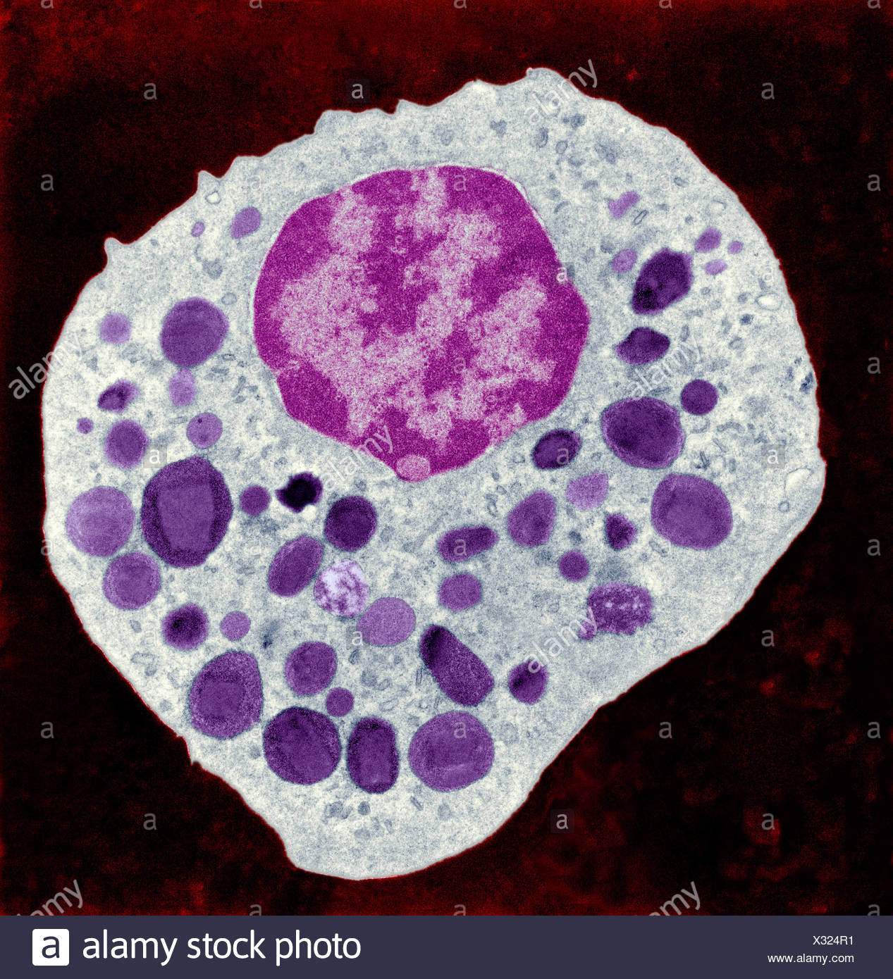 Granulocyte Banque d'image et photos - Alamy