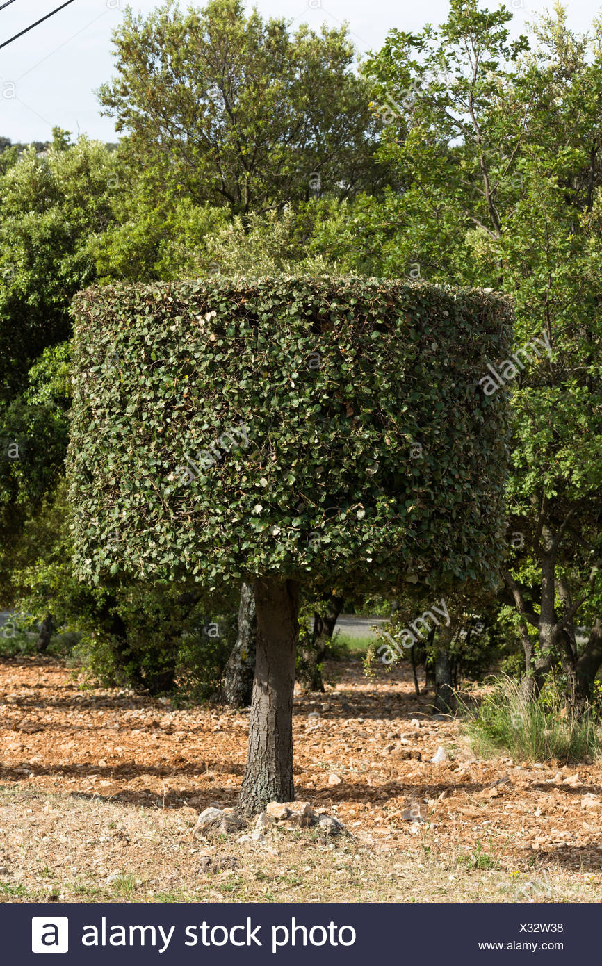 Topiary Animal Banque d'image et photos - Alamy