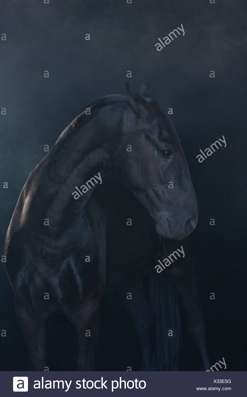 Cheval Noir Banque d'image et photos - Alamy