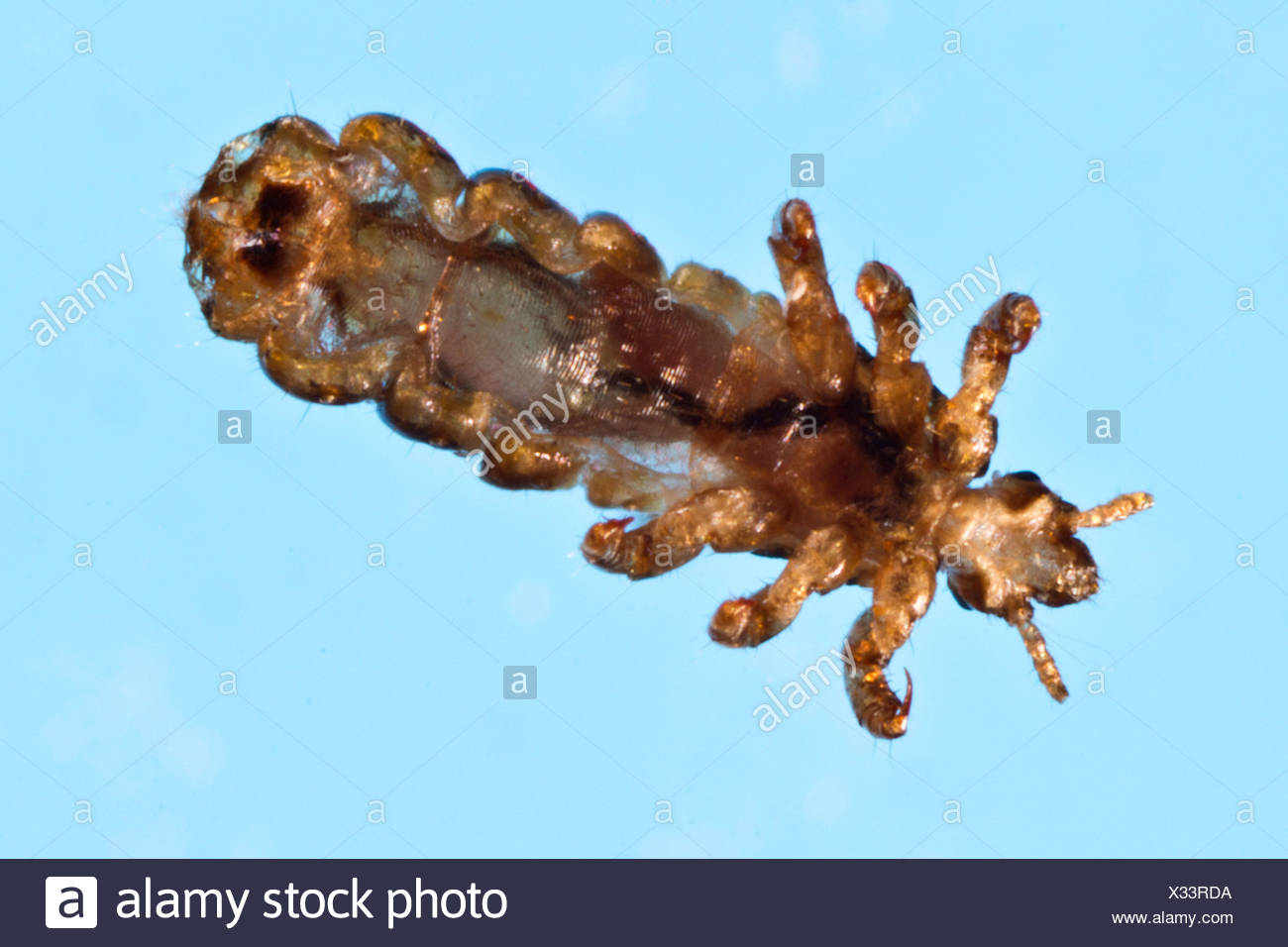 Pou De Corps Banque d'image et photos - Alamy