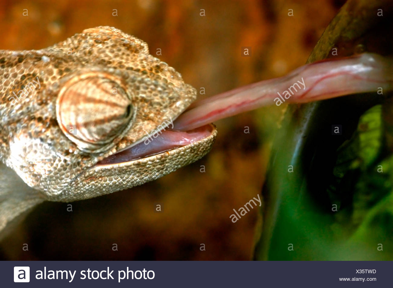 Chameleon With Extended Tongue Banque d'image et photos - Alamy