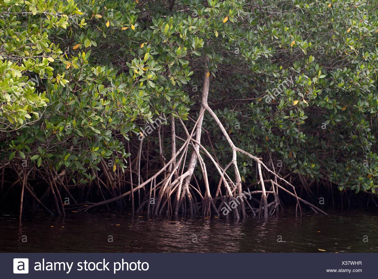 Rhizophora Mangle Mangrove Rouge Banque d'image et photos - Alamy