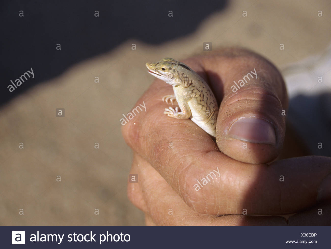 Animal Animals Desert Lizard Namibia Reptile Reptiles Sand Diving ...