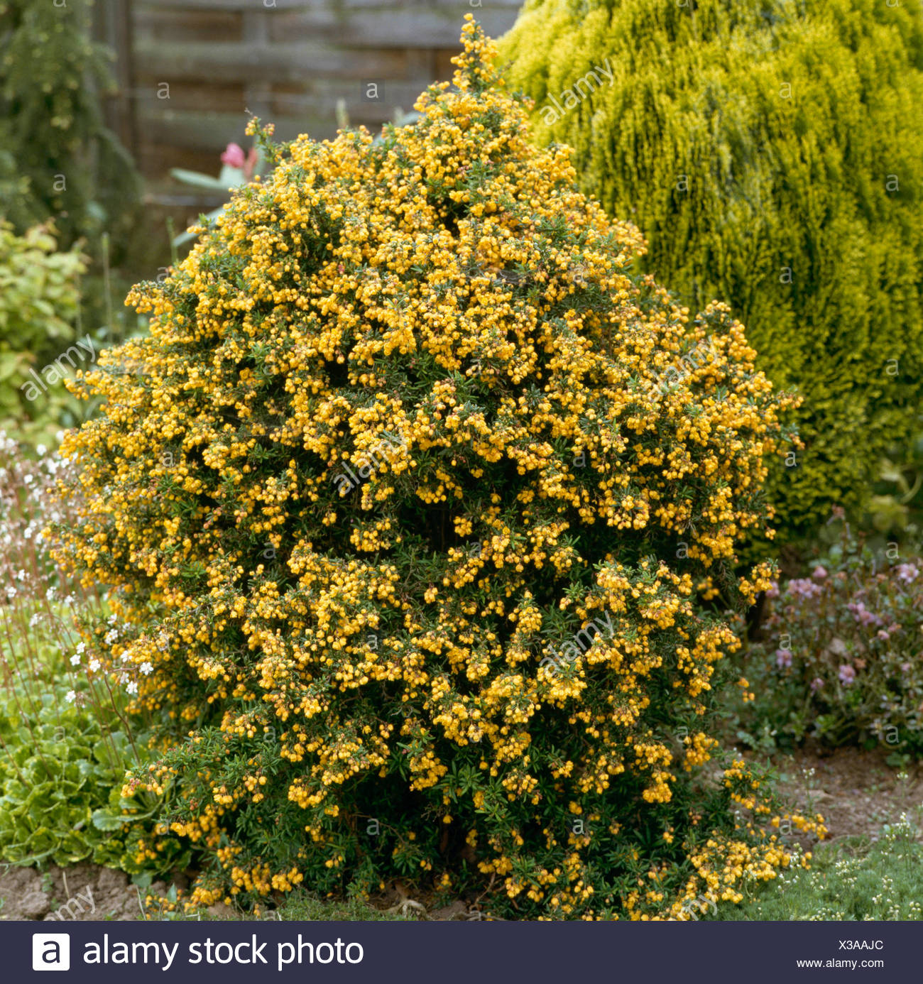 Berberis X Stenophylla Corallina Compacta Banque d'image et photos - Alamy