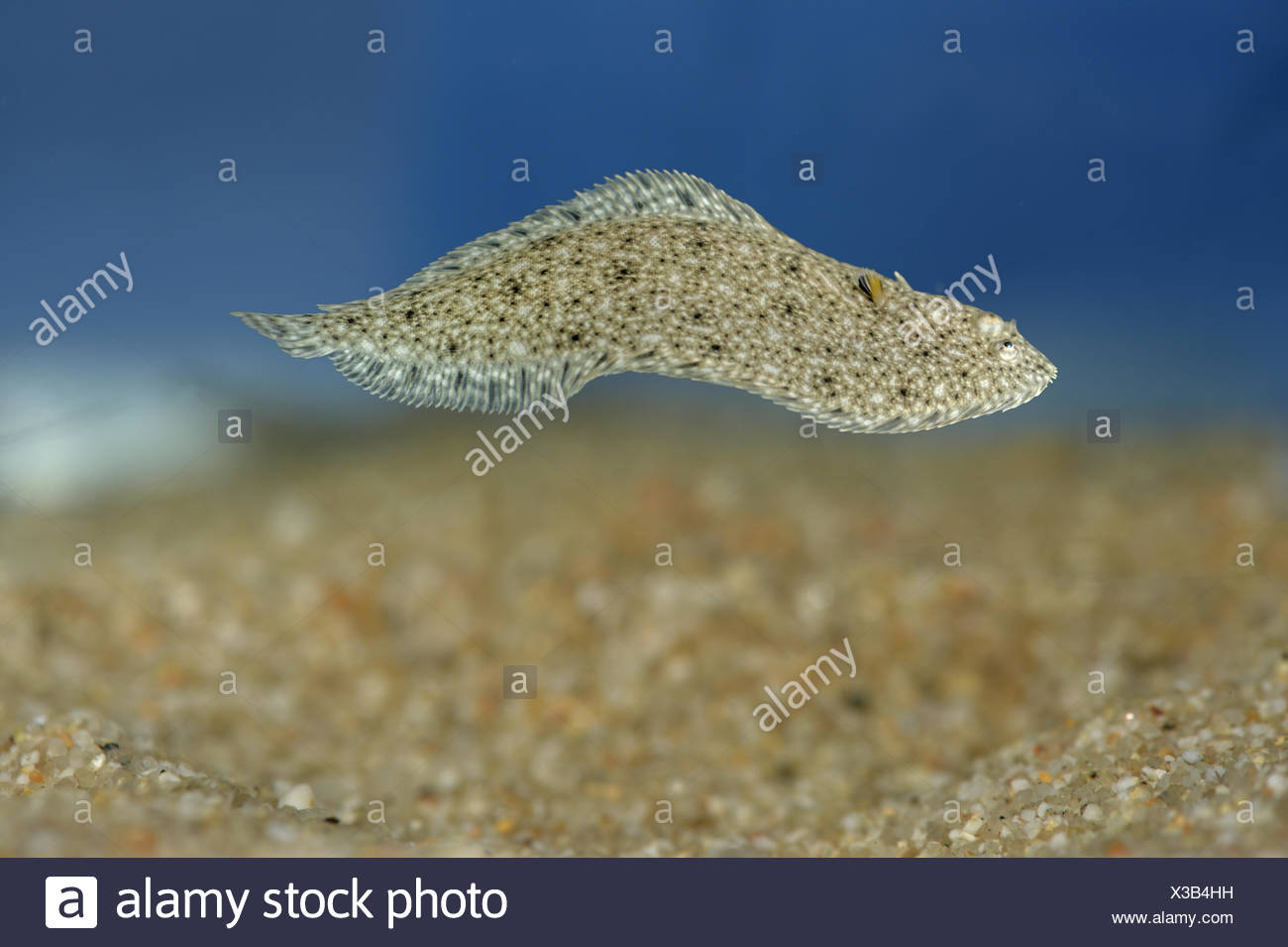 Sole Poisson Sable Sole Banque d'image et photos - Alamy