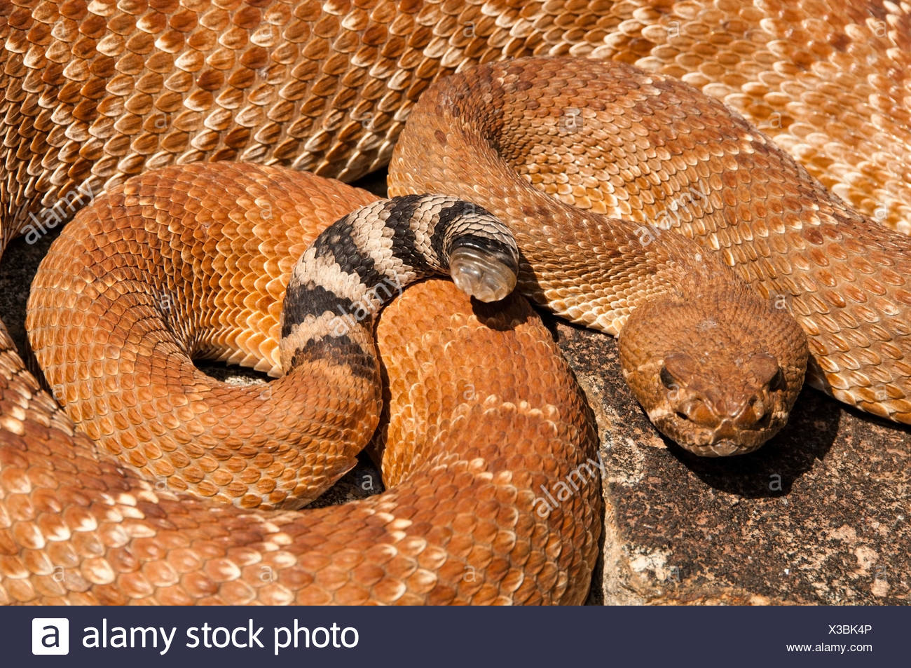 Motif Reptile Serpent Banque d'image et photos - Alamy