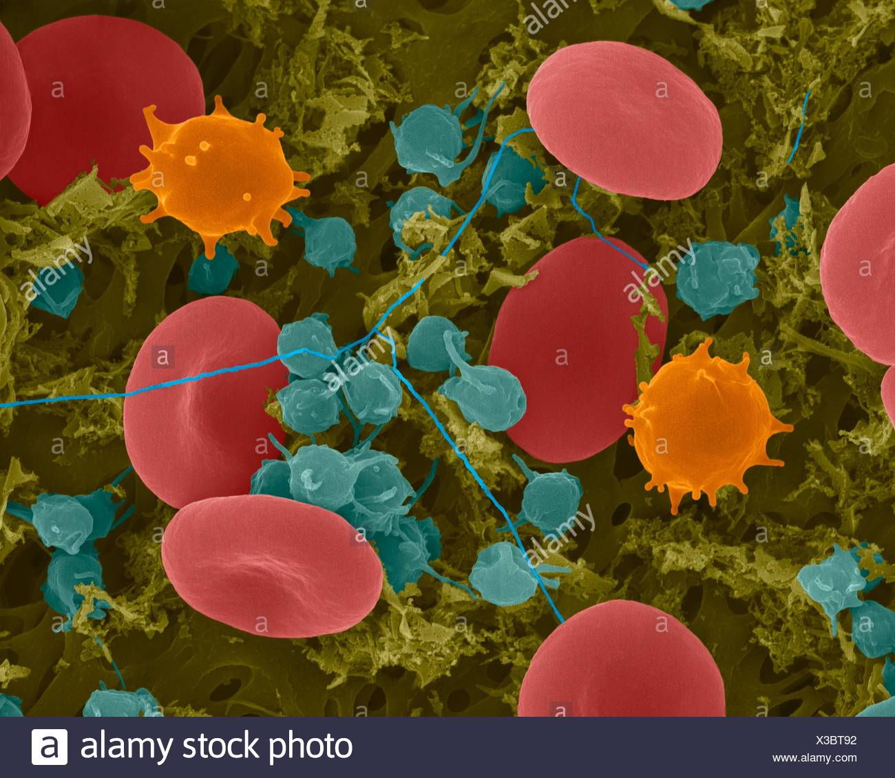 Plaquettes De Globules Rouges Humains Banque d'image et photos - Alamy