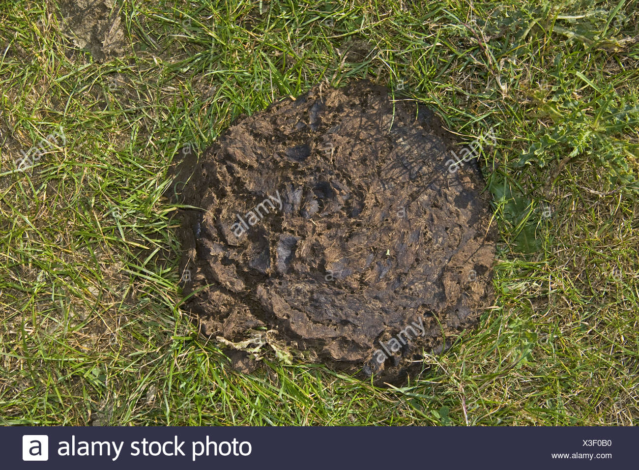 Cow Pat Poo Dung Banque d'image et photos - Alamy