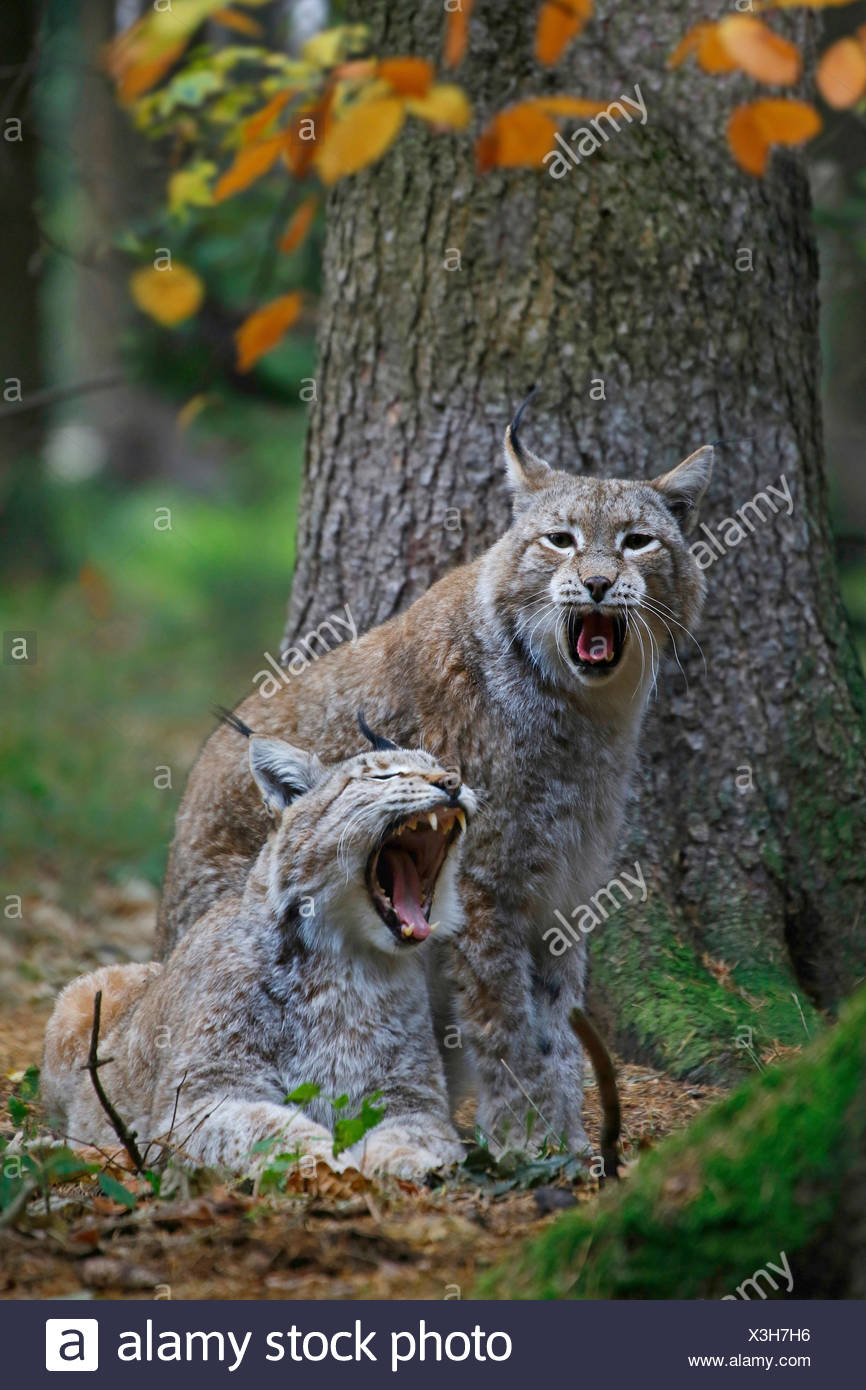 Lynx Eurasien Lynx Lynx Banque d'image et photos - Alamy